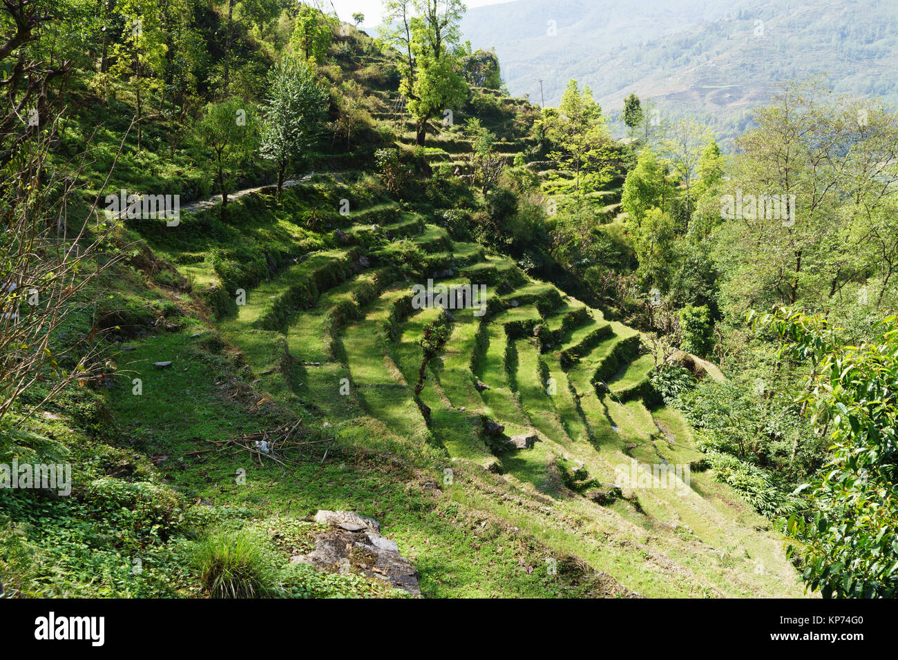 Terrace farming hillside hi-res stock photography and images - Alamy