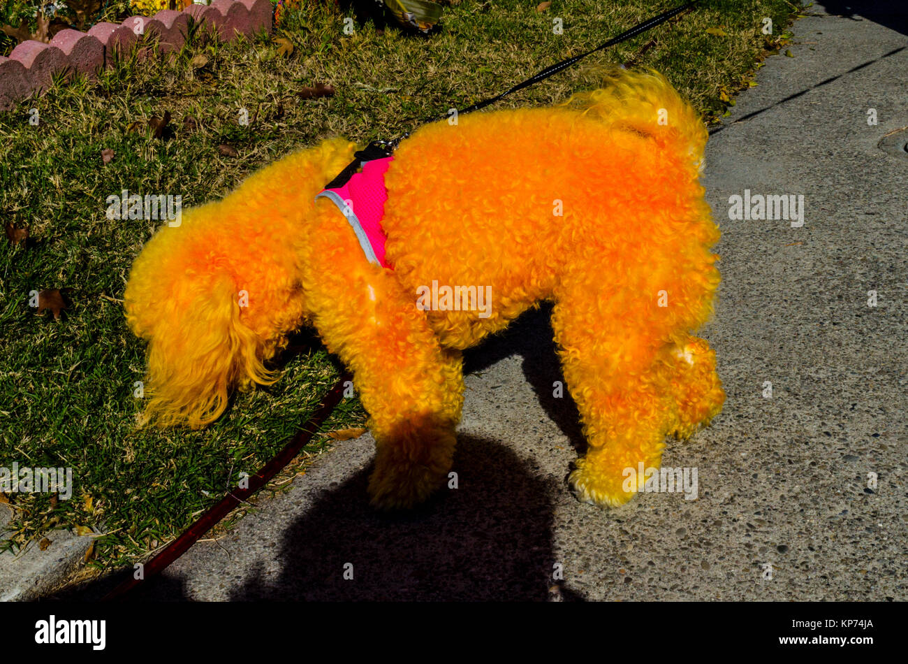 Dyed poodle hi-res stock photography and images - Alamy