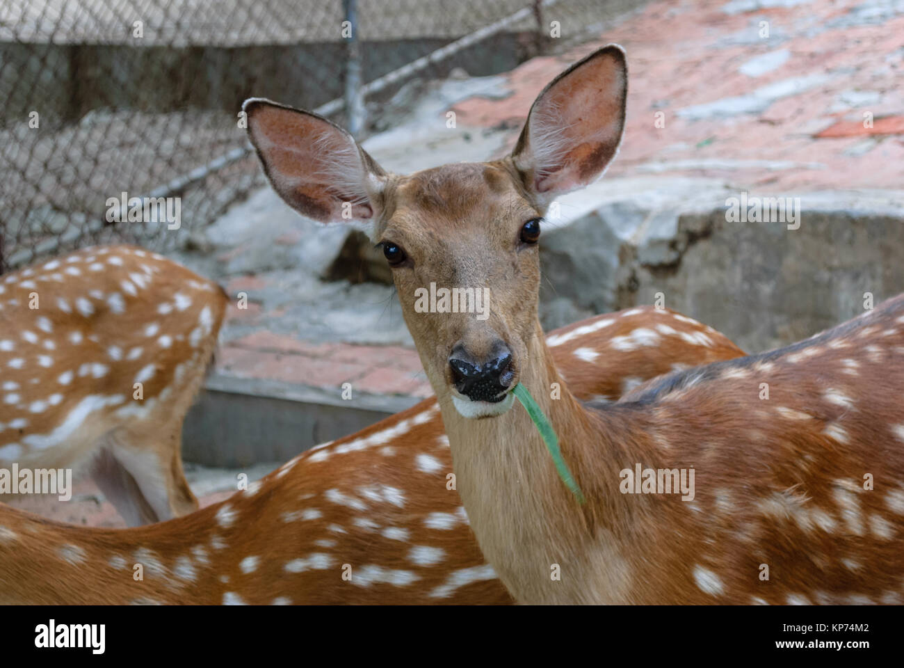 domesticated deer at luhuitou park in sanya, hainan, china, January 20 ...