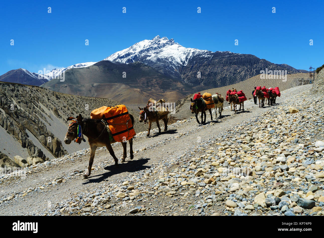 Mule train hi-res stock photography and images - Alamy