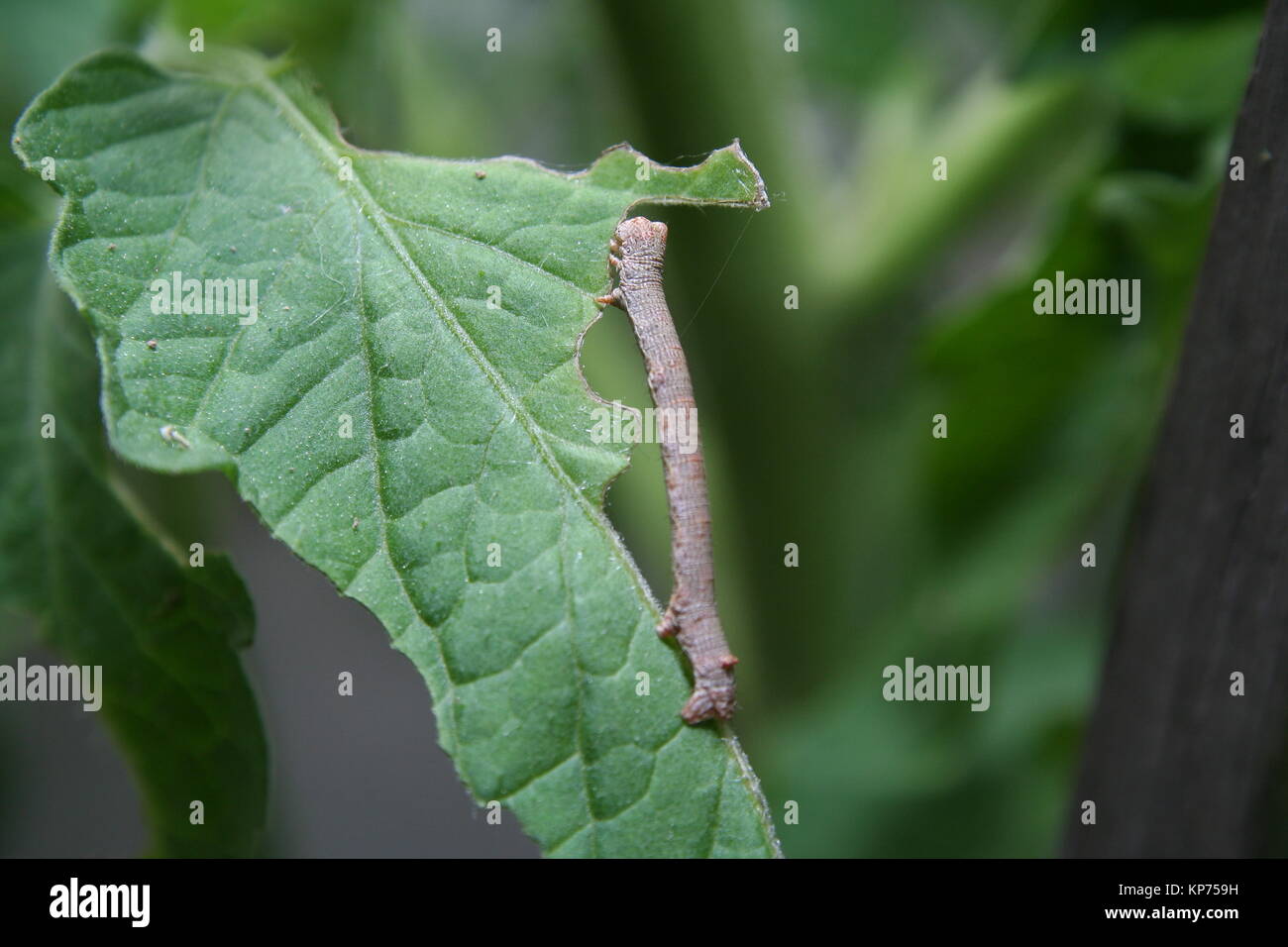 Peppered Moth ''Biston betularia' Caterpillar Stock Photo - Alamy