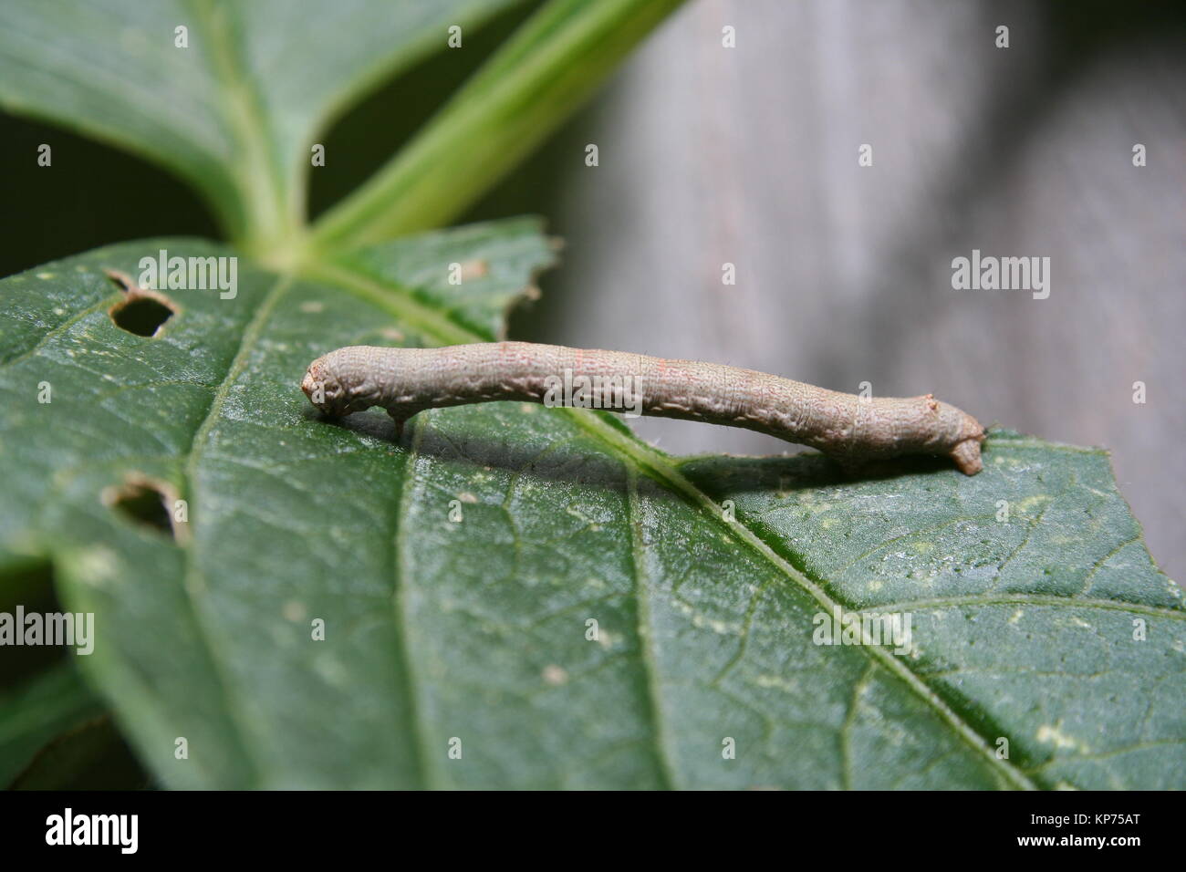 Peppered Moth Stock Photos & Peppered Moth Stock Images - Alamy