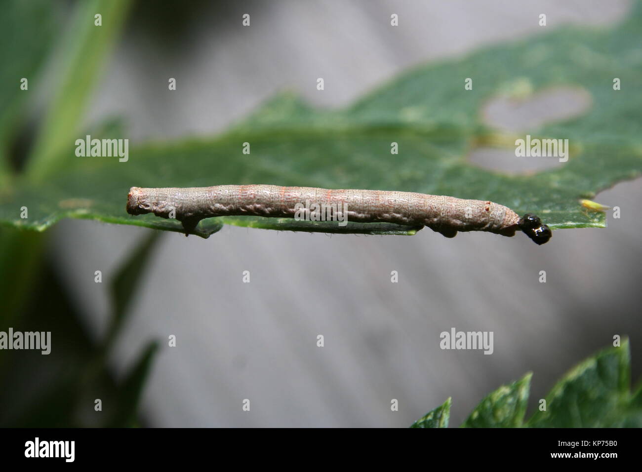 Peppered Moth Caterpillar 'Biston betularia' Stock Photo - Alamy