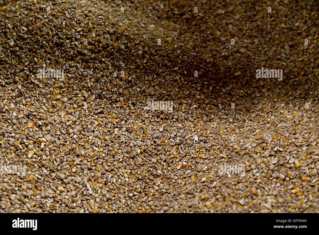 dried corn grains Stock Photo - Alamy