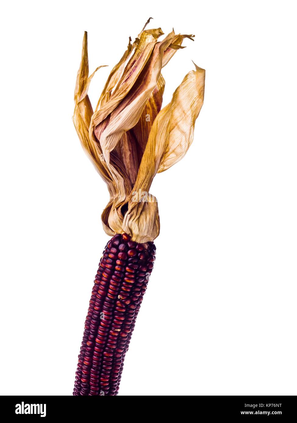 Dried corn crop Cut Out Stock Images & Pictures - Alamy