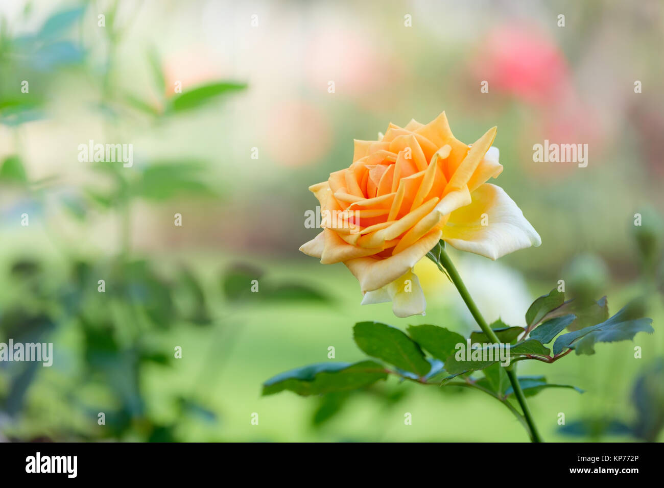 Orange yellow roses in the garden, Chiang mai Thailand Stock Photo - Alamy