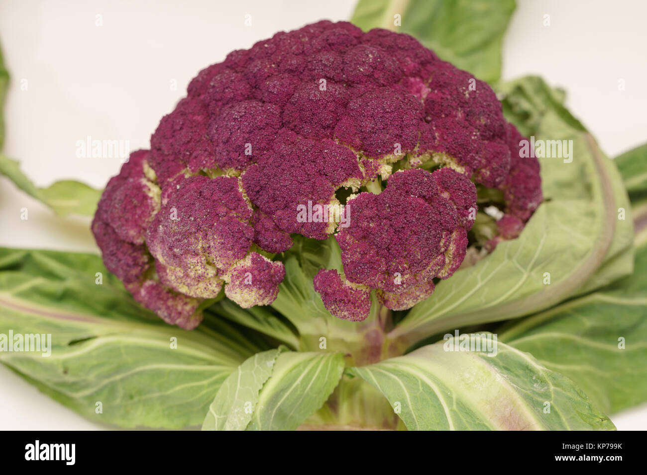 Pink Broccoli Vegan close-up over white Stock Photo - Alamy
