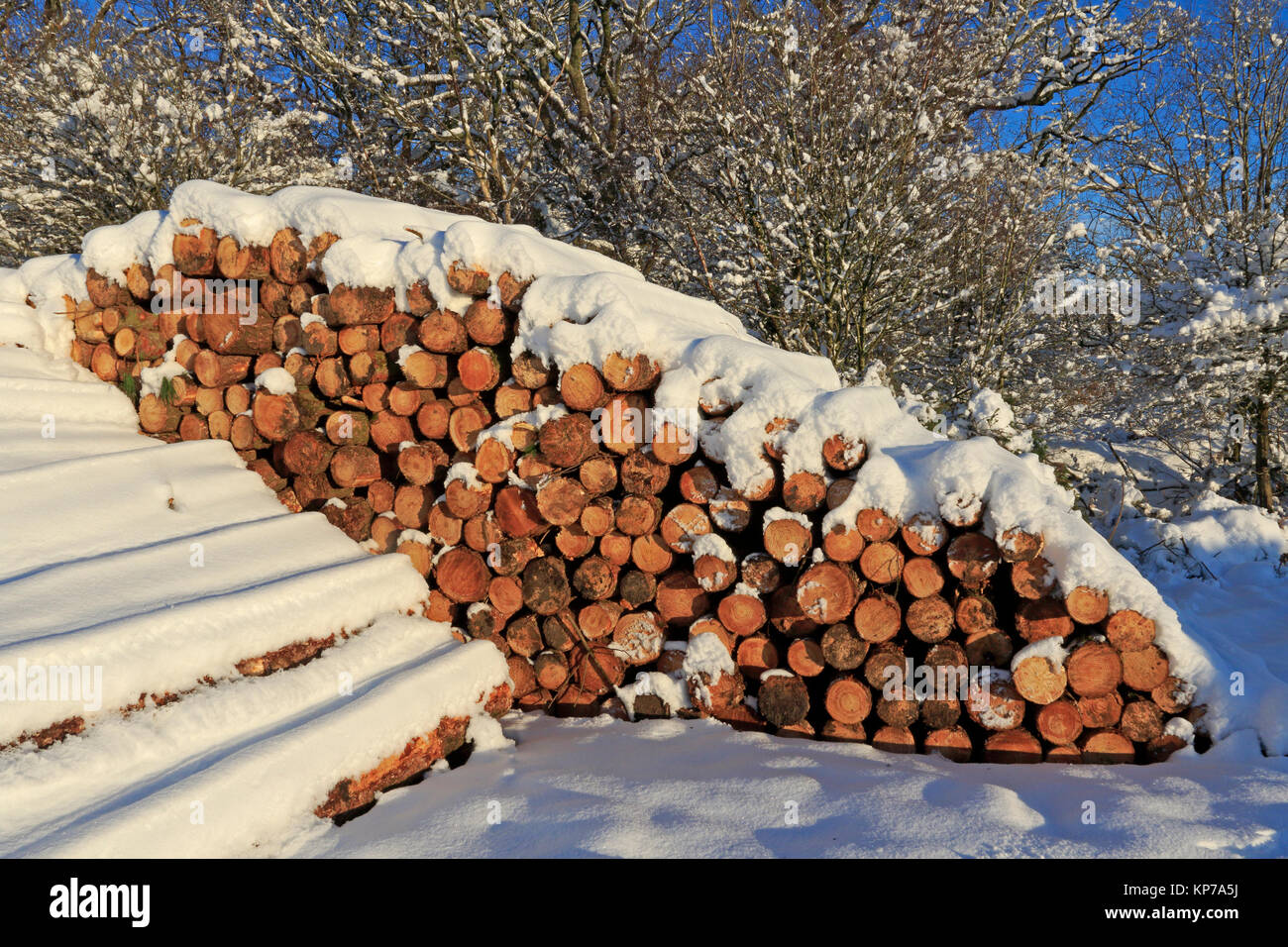 Timber trees hi-res stock photography and images - Alamy