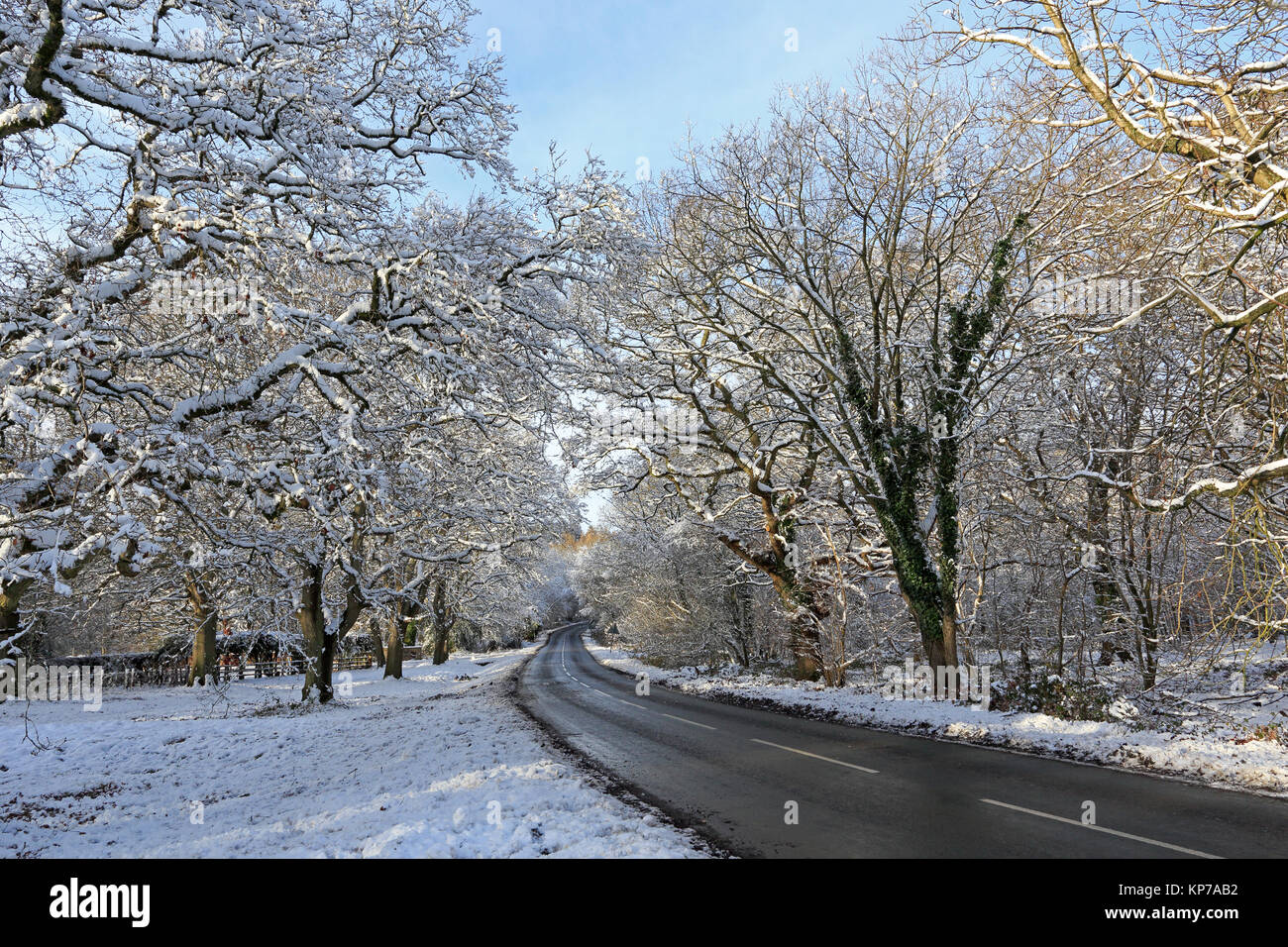 Winter snow scenes in the Forest of Dean Stock Photo - Alamy