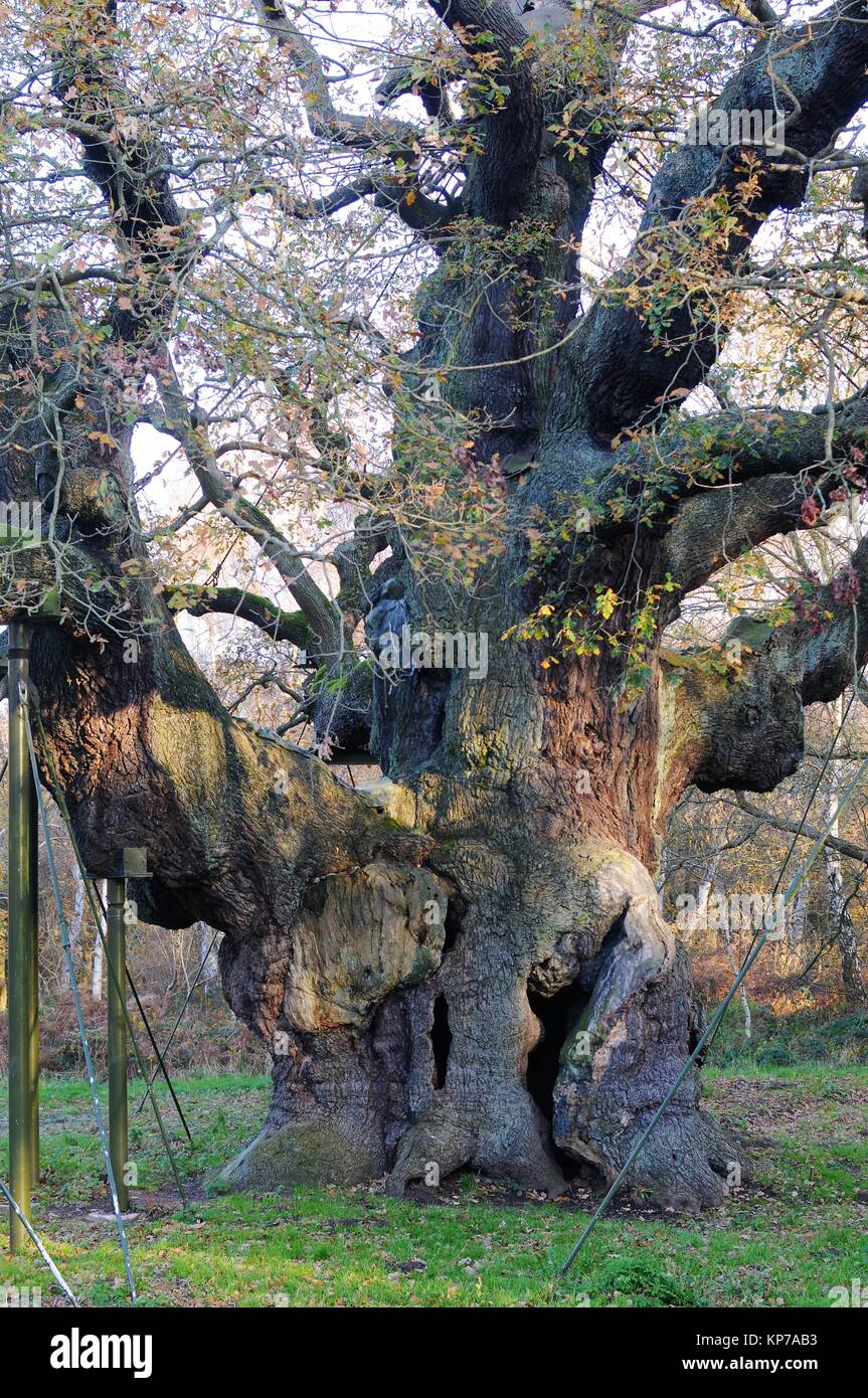 Major Oak, Sherwood Forest, Nottinghamshire, England Stock Photo - Alamy