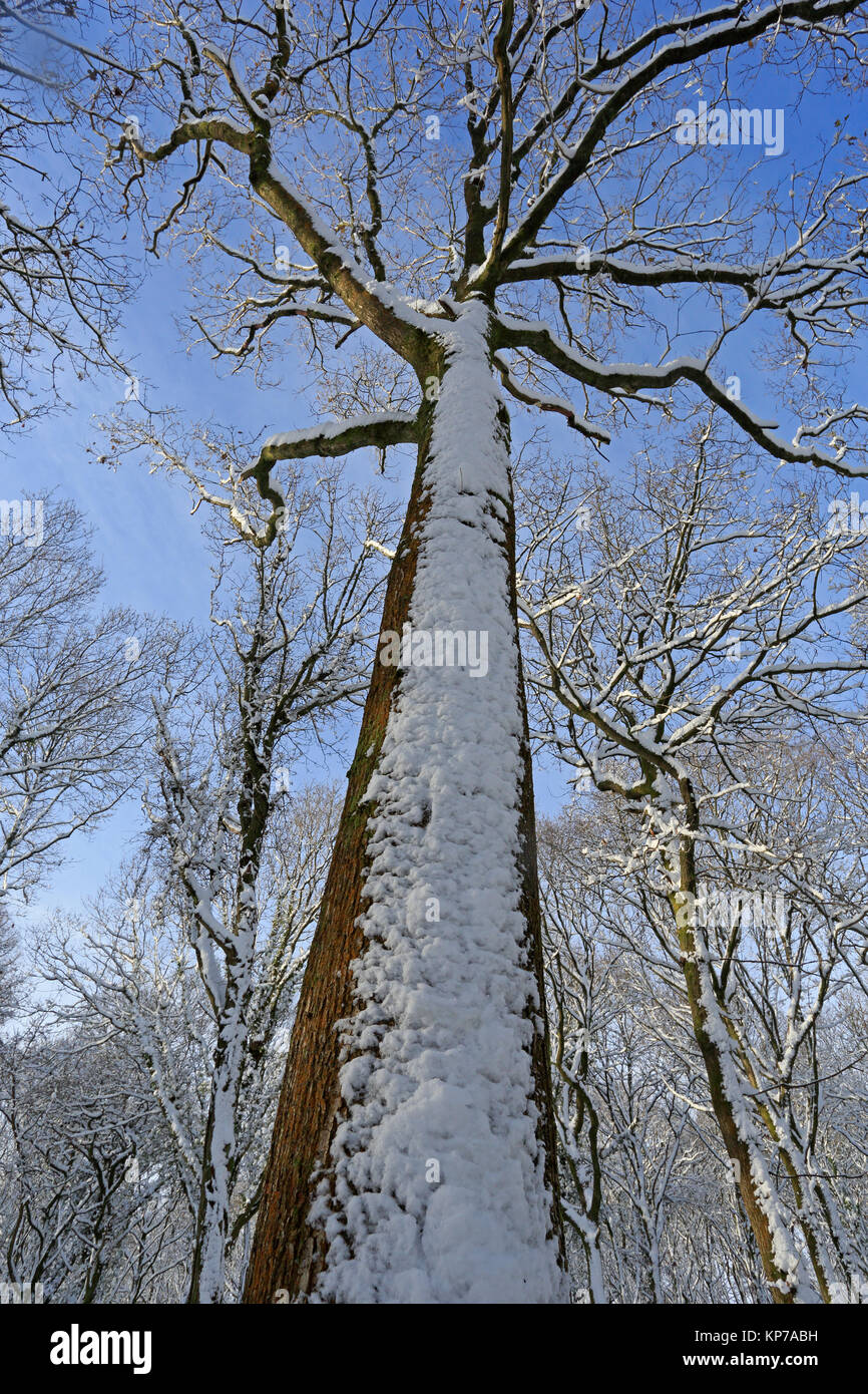 Snow covered tree trunks in the Forest of Dean Stock Photo - Alamy