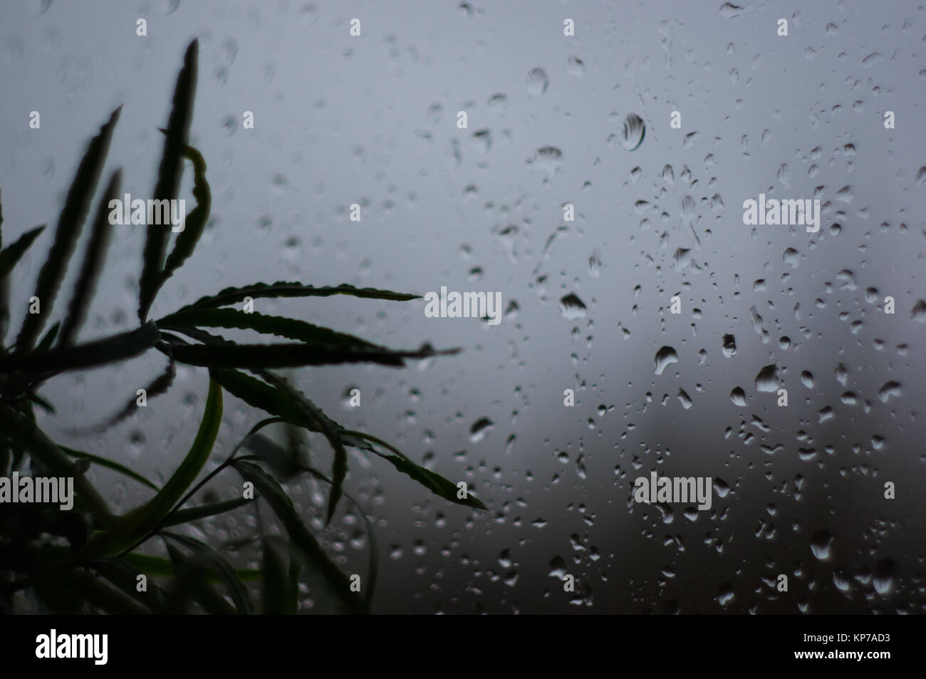 house plants and raindrops on the window glass, close up Stock Photo ...
