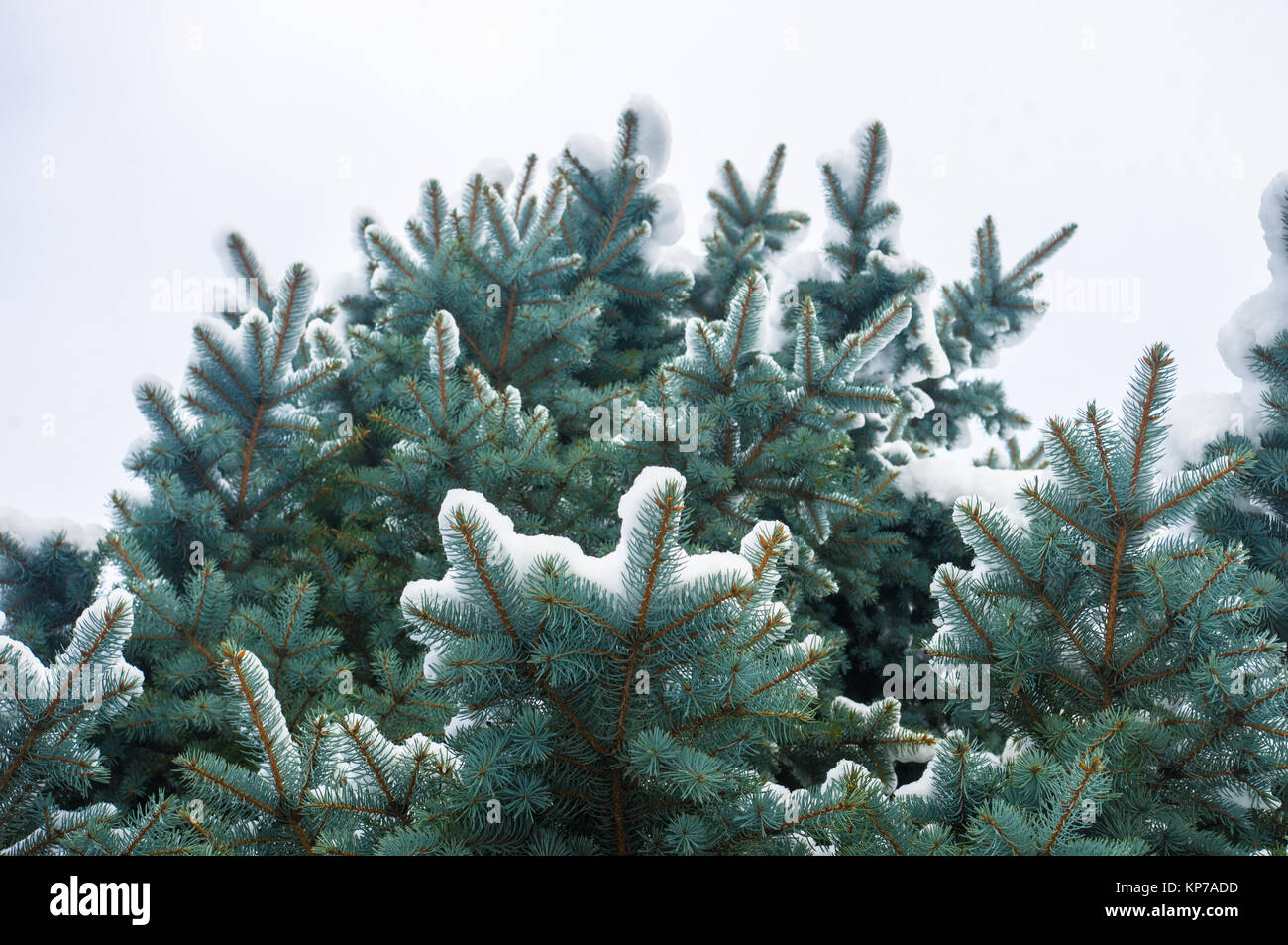 Green fluffy fir tree branch in the snow, Christmas wallpaper concept ...