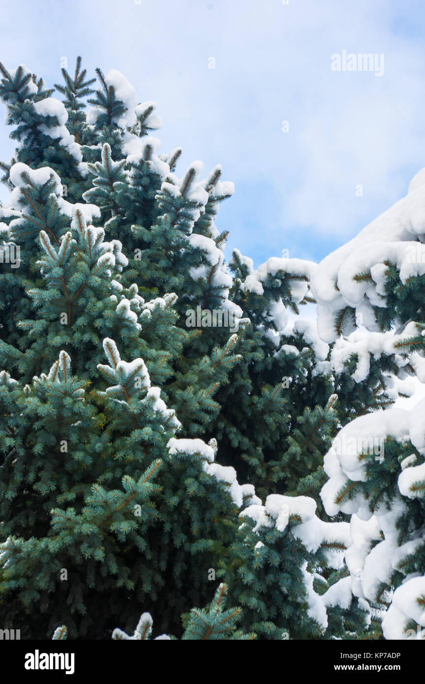 Green fluffy fir tree in the snow, Christmas wallpaper concept Stock ...