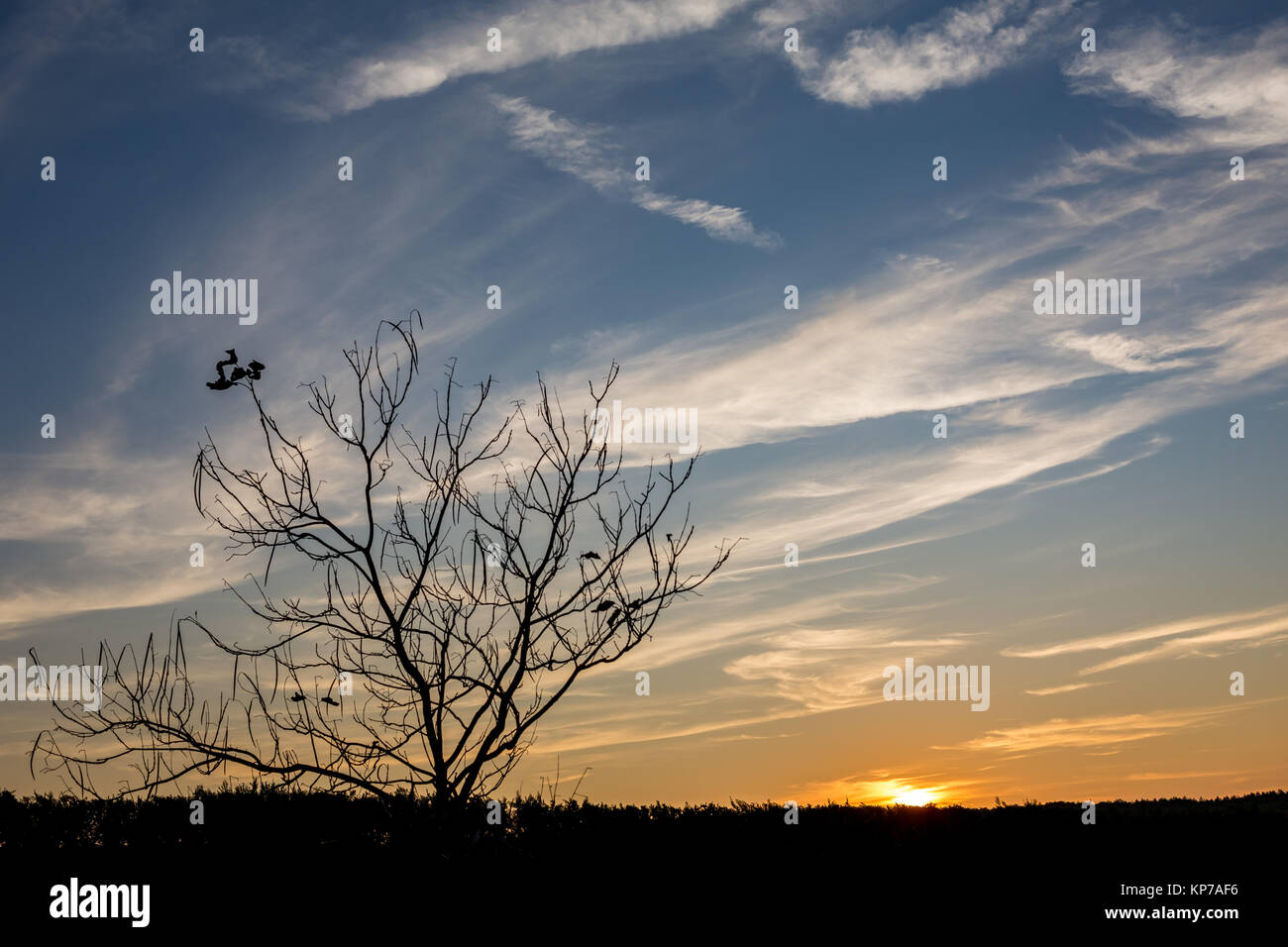 Horizontal cloudscape of layered clouds at sunset with tree silhouette ...