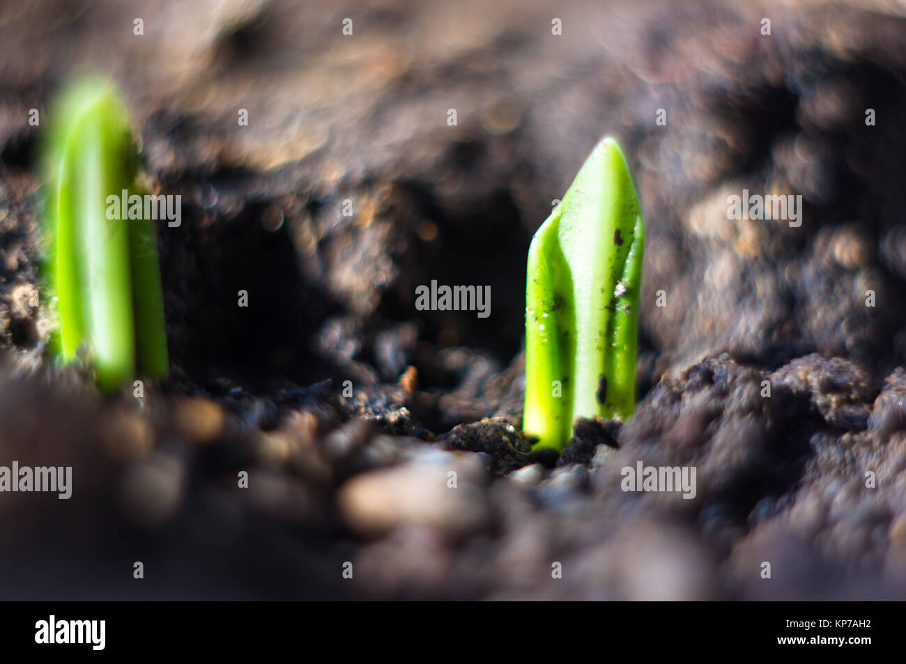 growing little green sprouts of young plants in sunlight Stock Photo ...