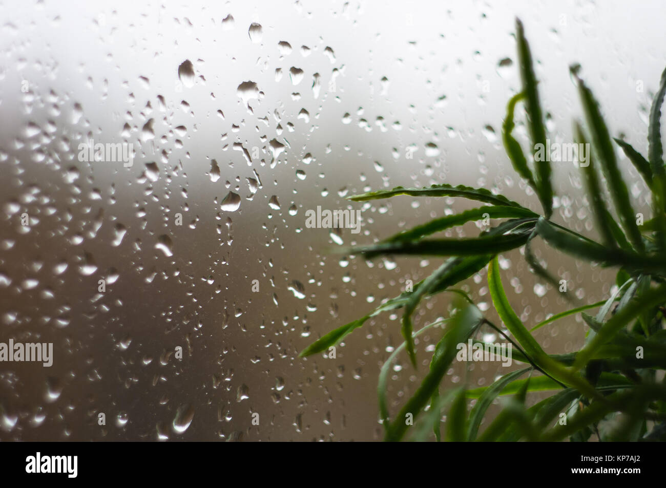house plants and raindrops on the window glass, close up Stock Photo ...