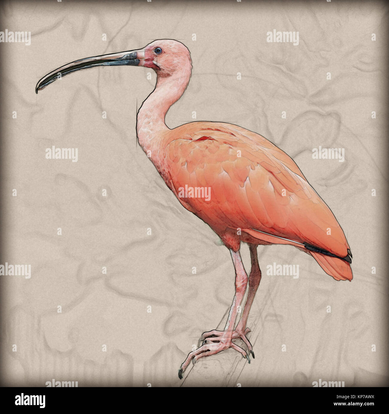 Drawing wildlife sketch hi-res stock photography and images - Alamy