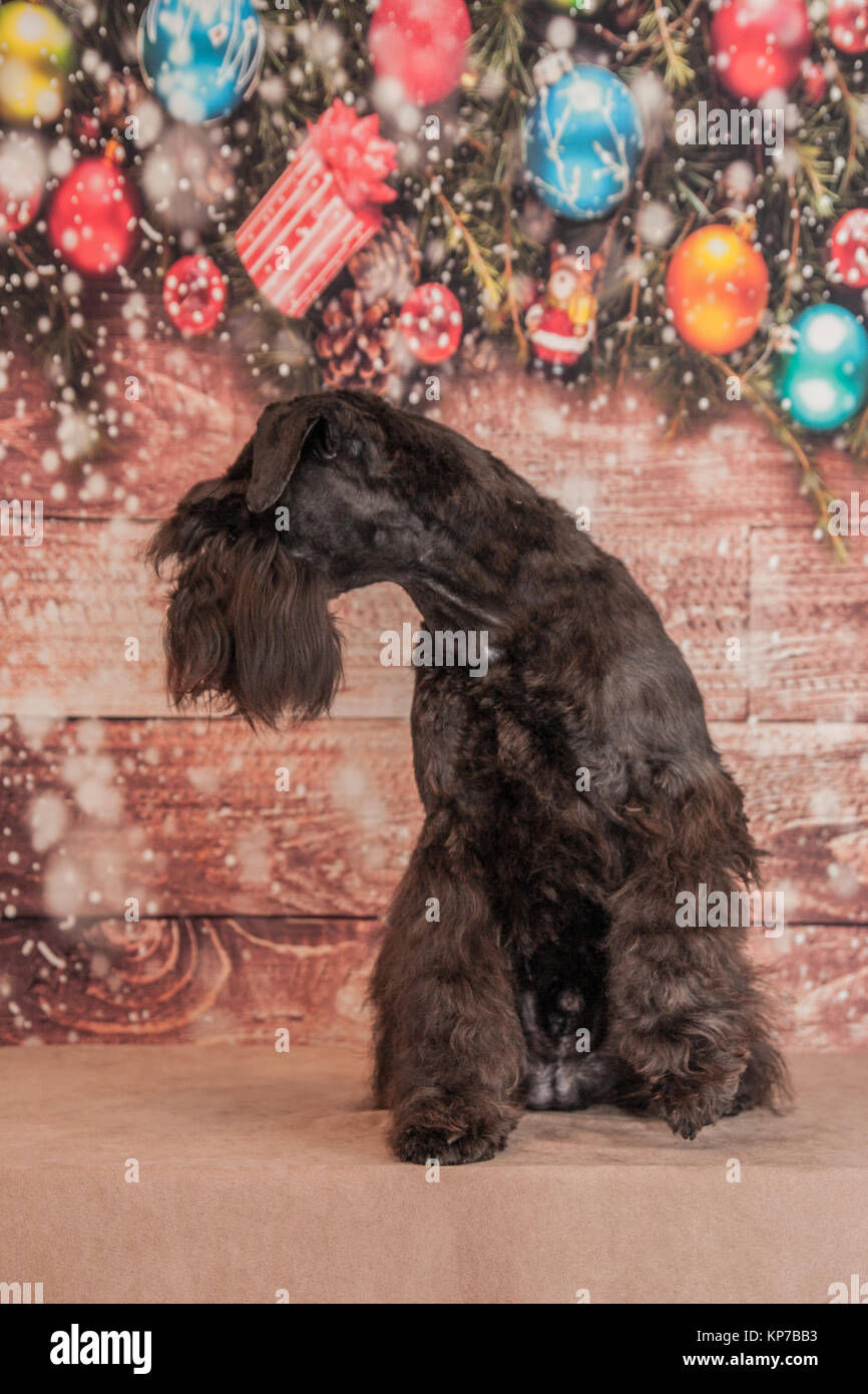 Mini schnauzer Christmas photo Stock Photo - Alamy