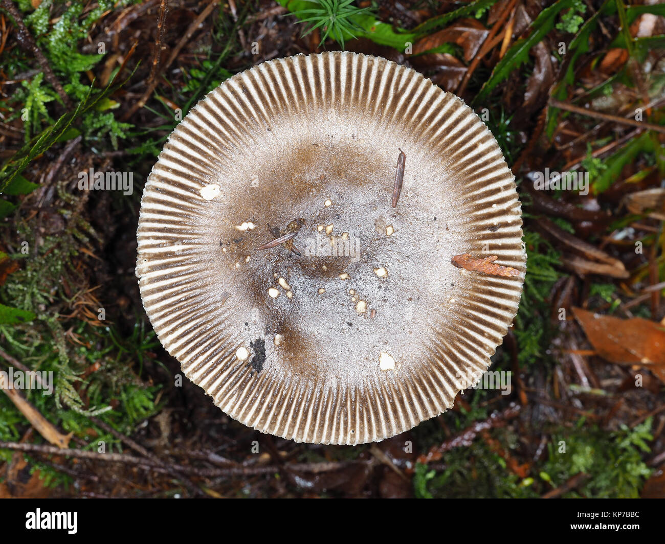 Amanita pachycolea, commonly known as the western grisette, growing in ...