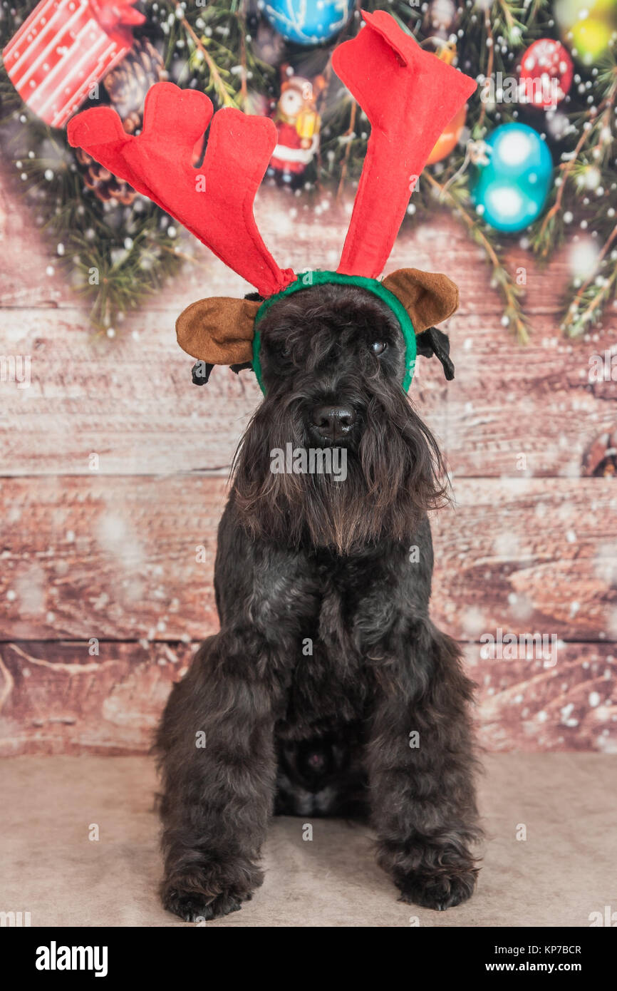 Mini schnauzer Christmas photo Stock Photo - Alamy