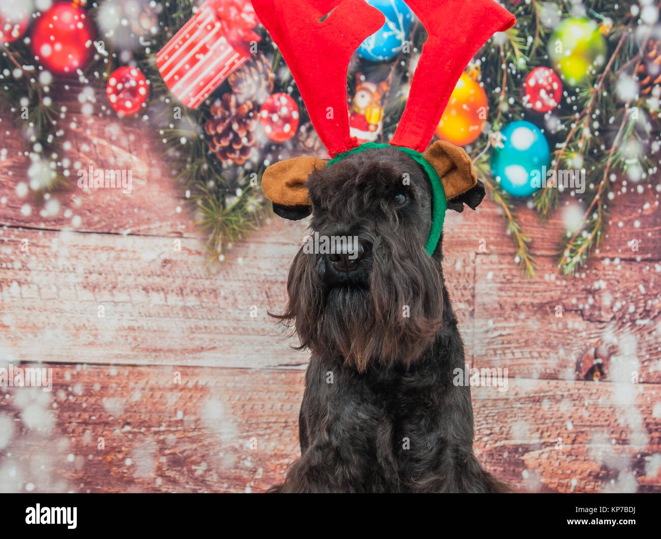 Mini schnauzer Christmas photo Stock Photo - Alamy