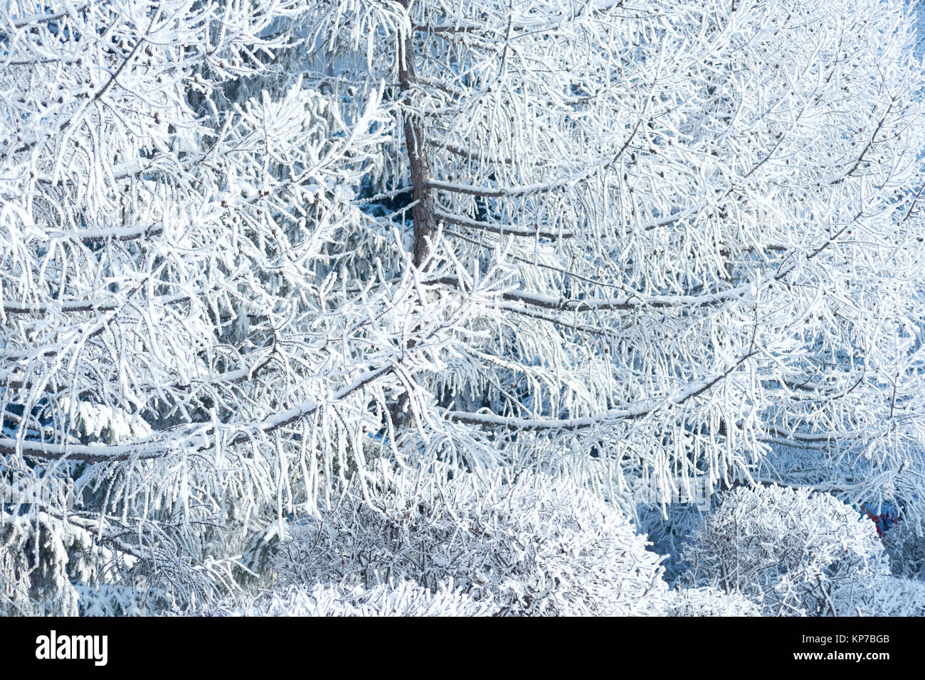 Frozen tree background Stock Photo - Alamy