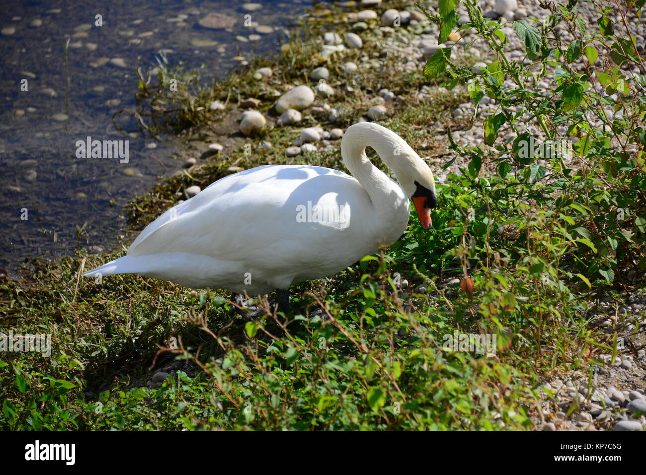 swan in spain Stock Photo - Alamy