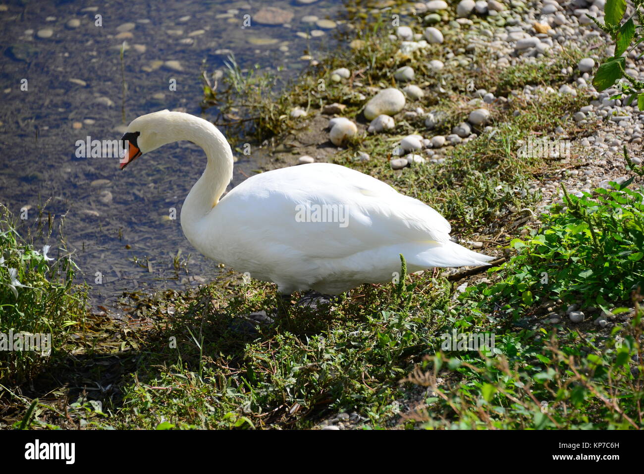 swan in spain Stock Photo - Alamy