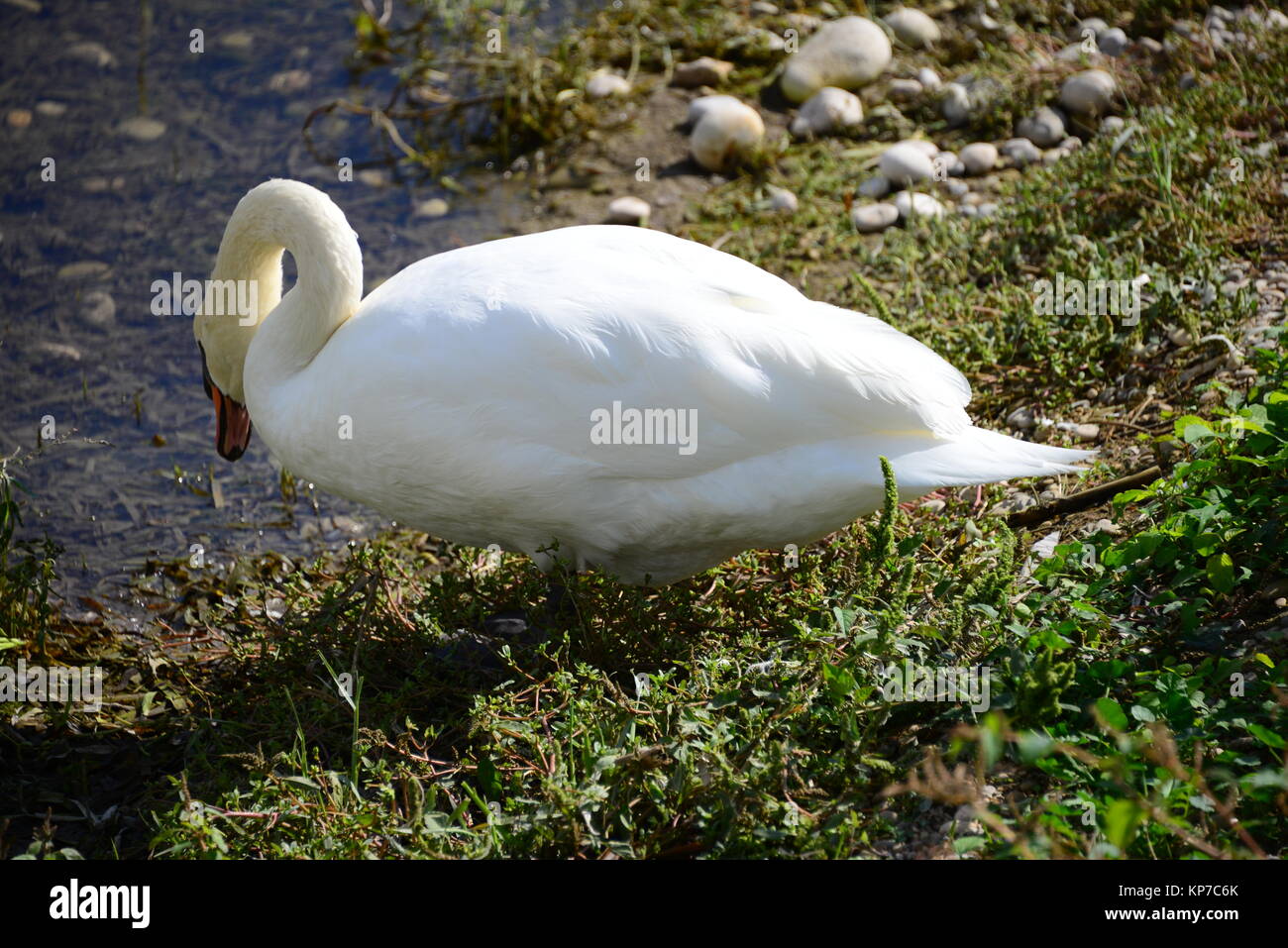 swan in spain Stock Photo - Alamy