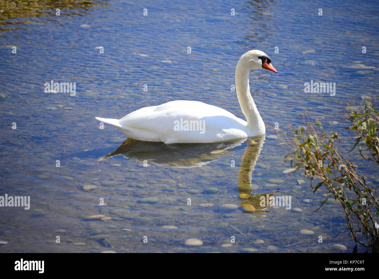 swan in spain Stock Photo - Alamy