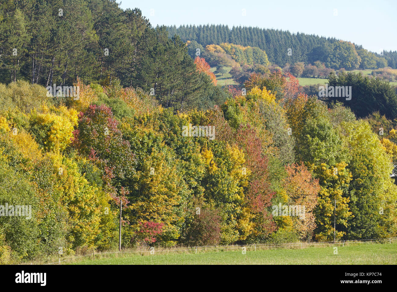 Trees - Edge of a wood at autumn Stock Photo - Alamy