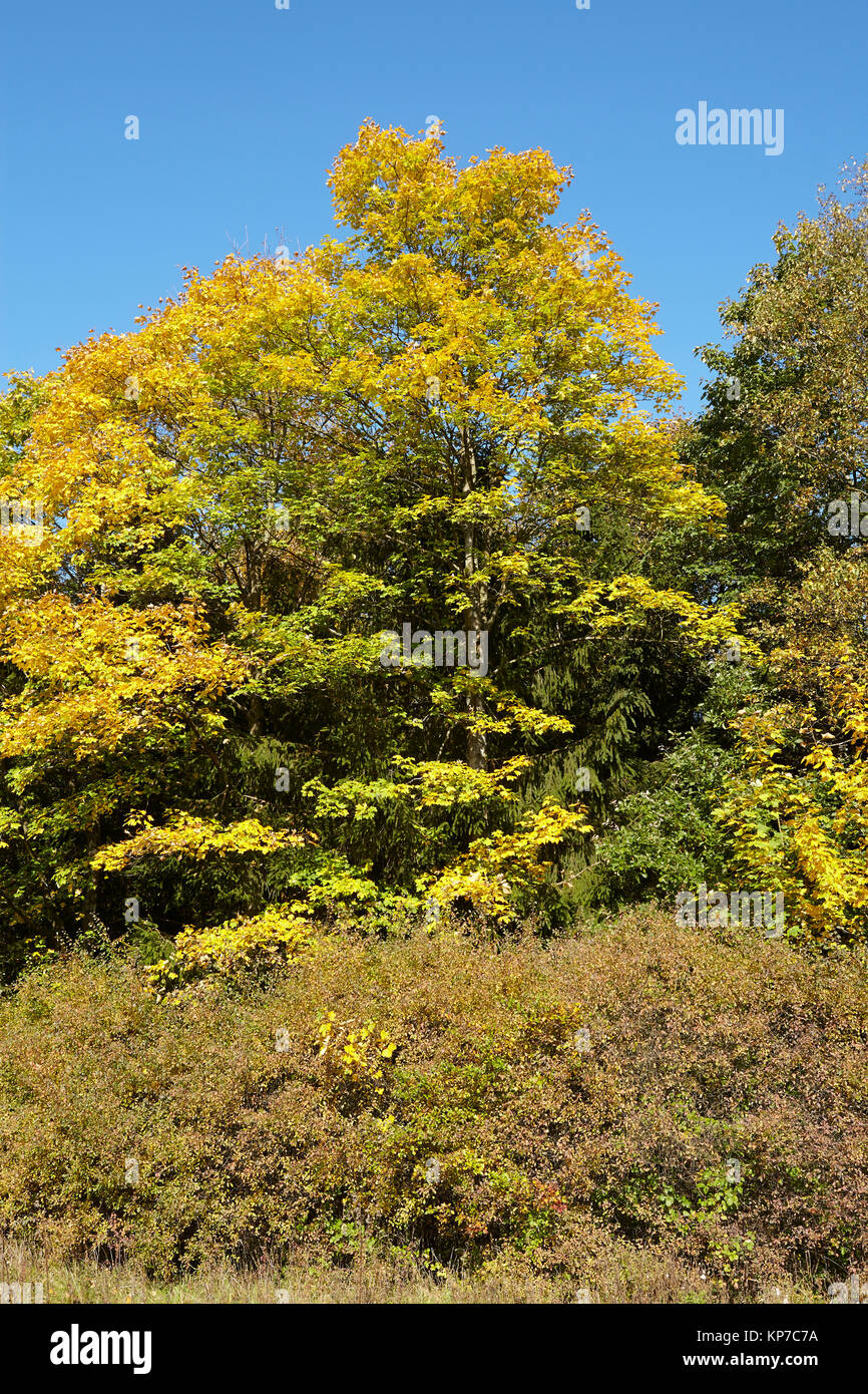 Trees - Edge of a wood at autumn Stock Photo - Alamy