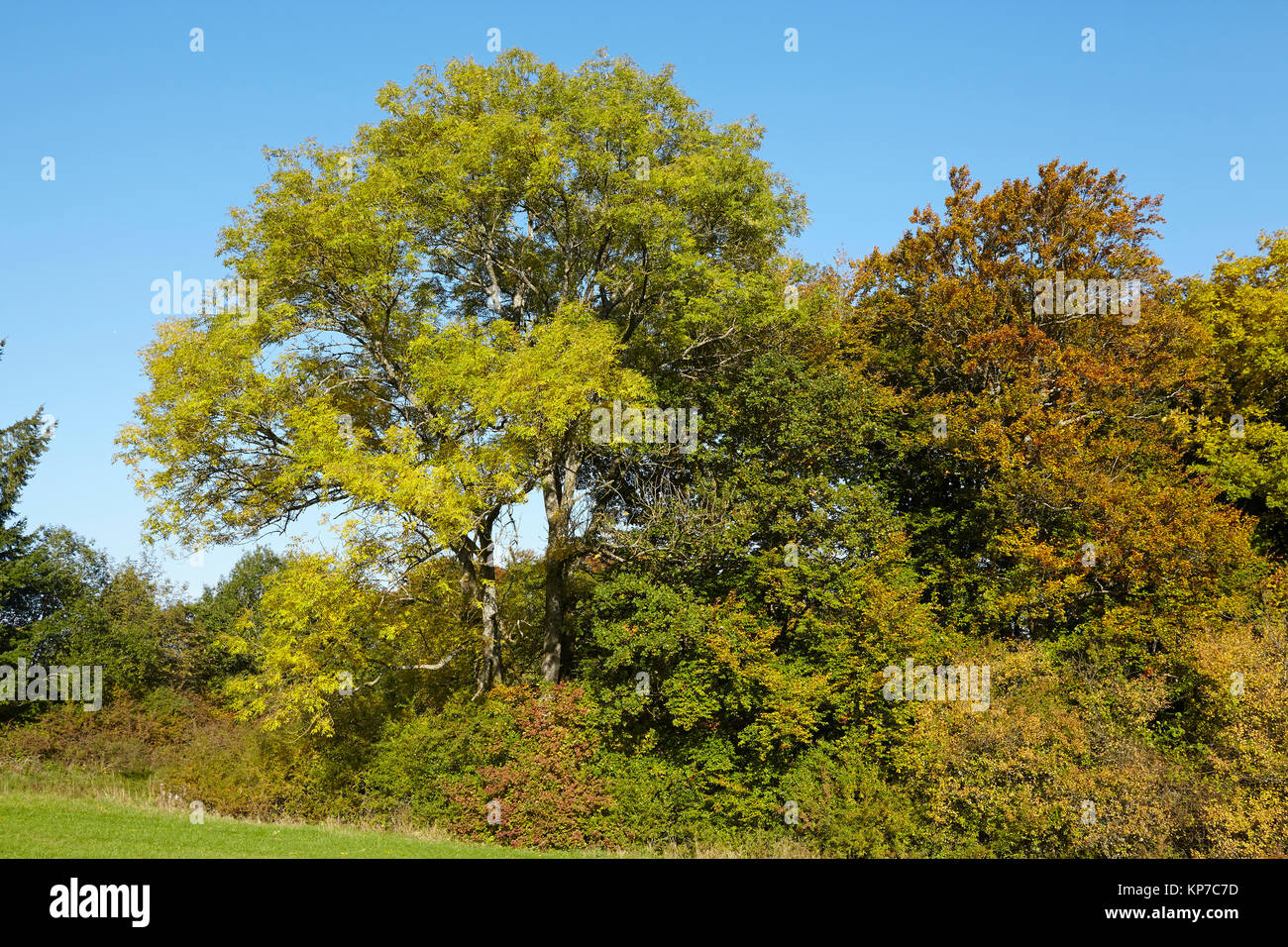 Autumn trees at the edge of a meadow Stock Photo - Alamy