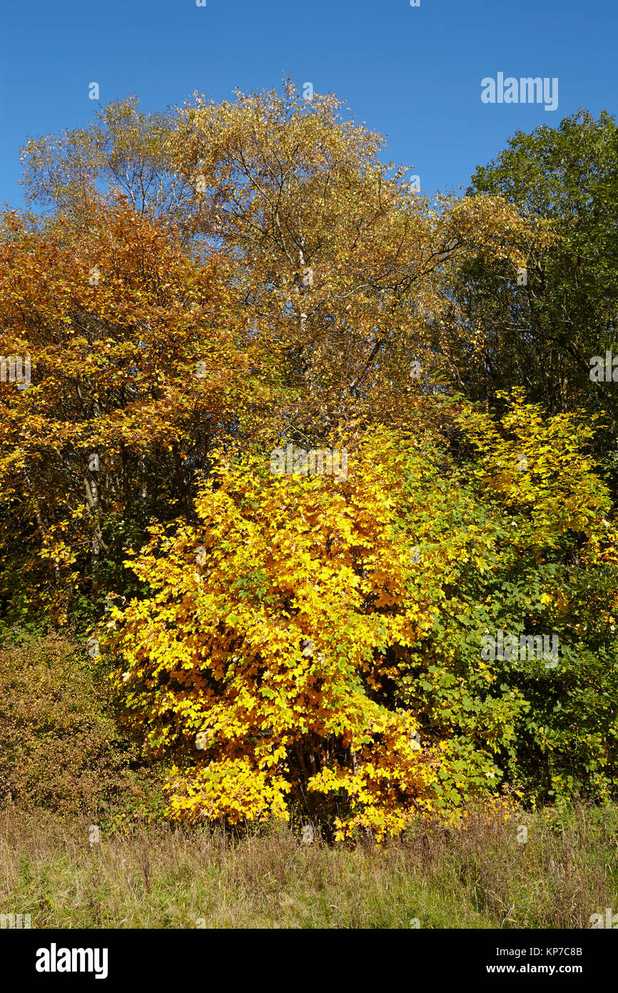 Trees - Edge of a wood at autumn Stock Photo - Alamy