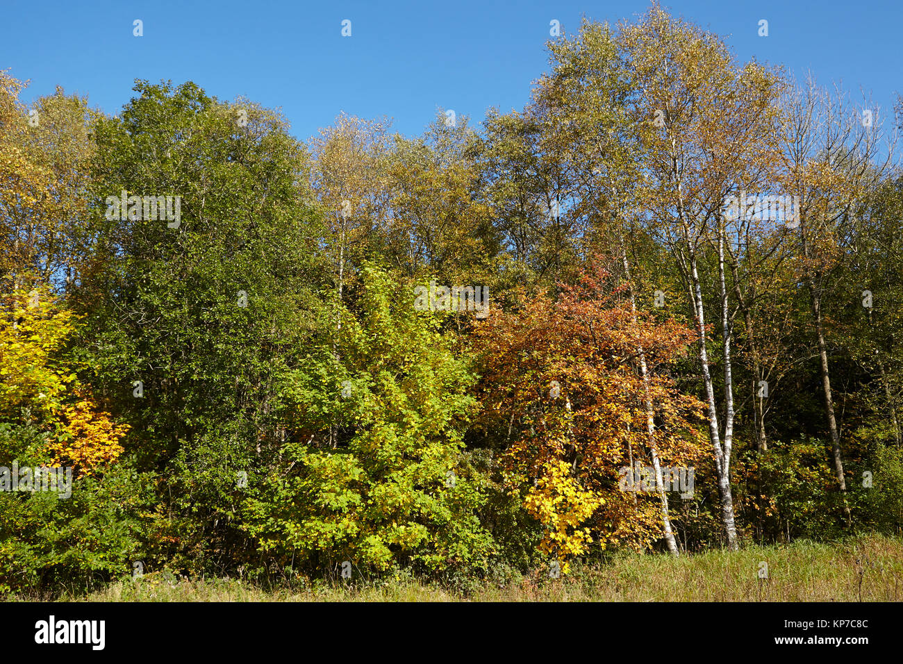 Trees - Edge of a wood at autumn Stock Photo - Alamy