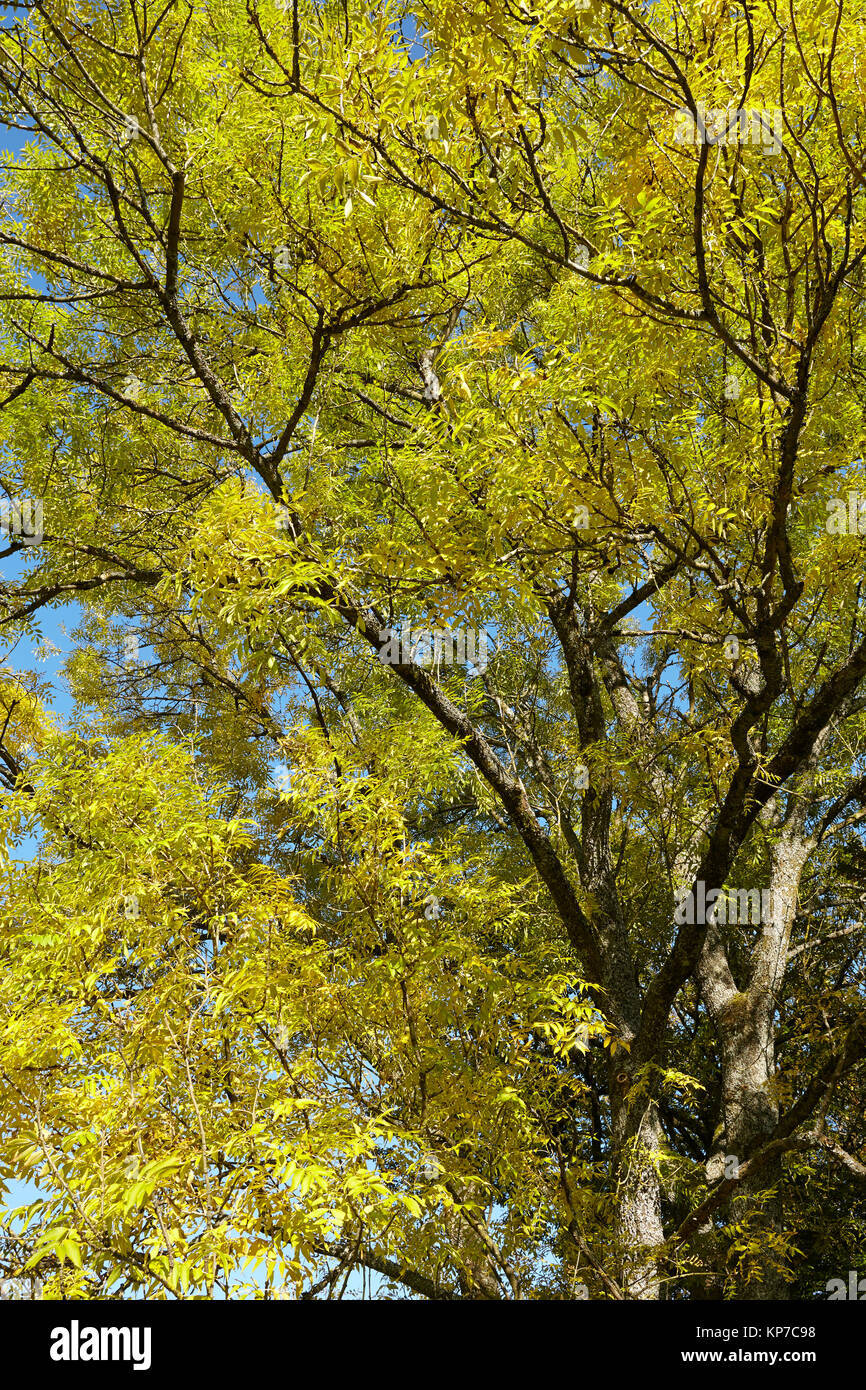 Tree tops during fall hi-res stock photography and images - Alamy