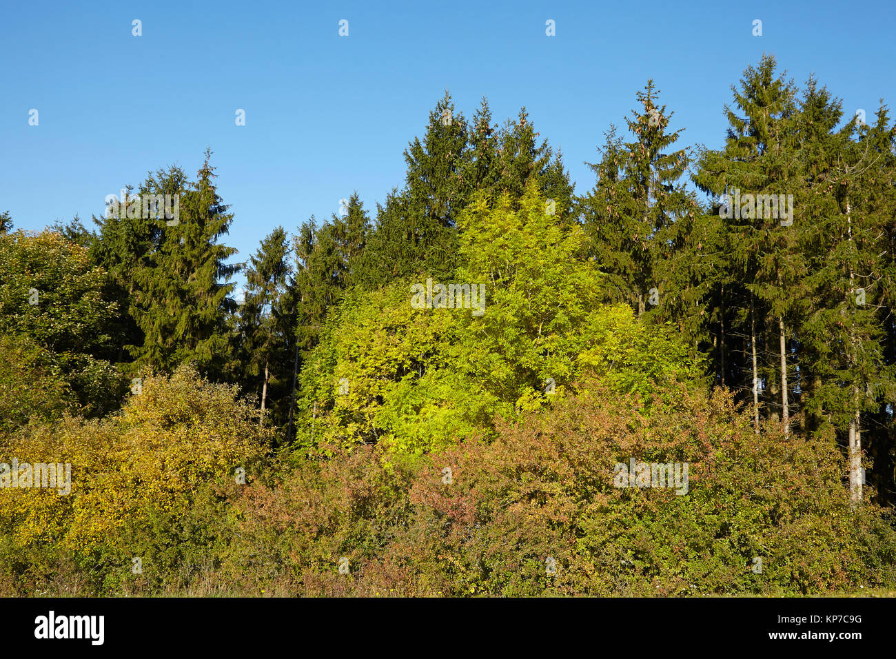 Edge of a forest in fall Stock Photo - Alamy