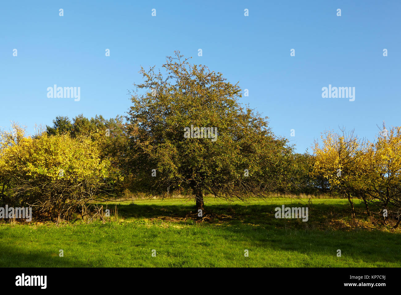Trees and bushes in fall Stock Photo - Alamy