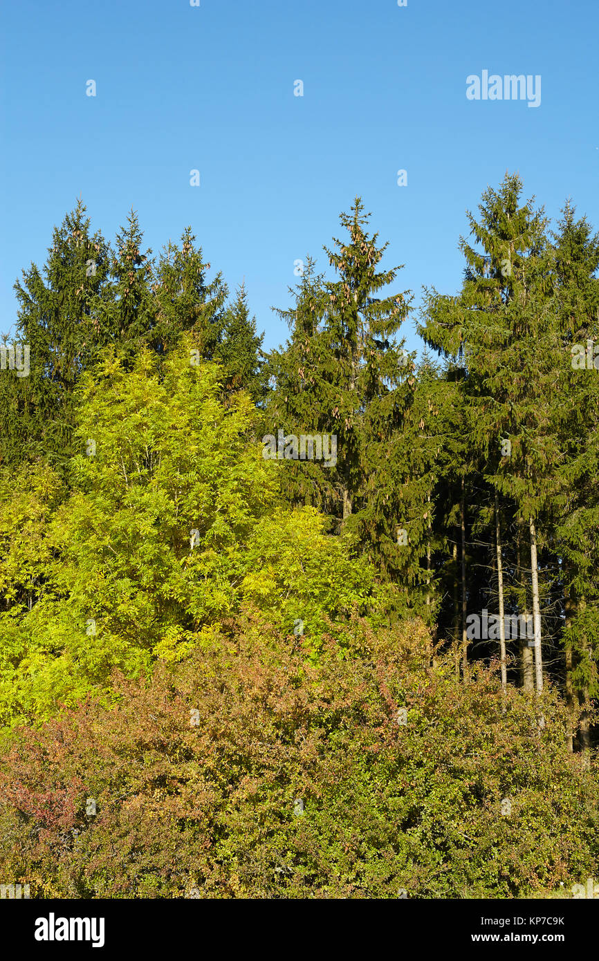Edge of a forest in fall Stock Photo - Alamy