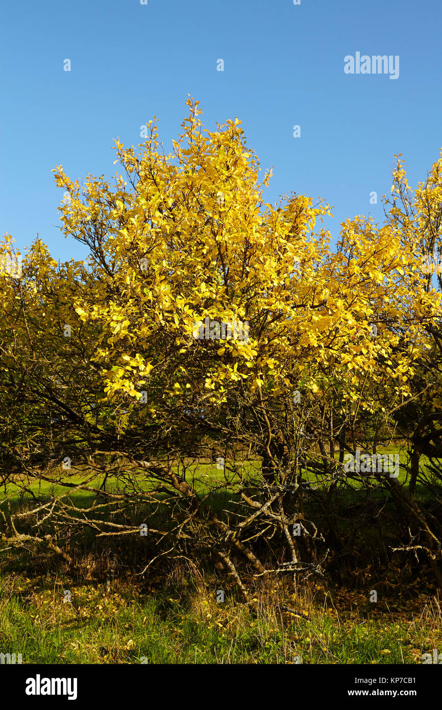 Trees and bushes in fall Stock Photo - Alamy