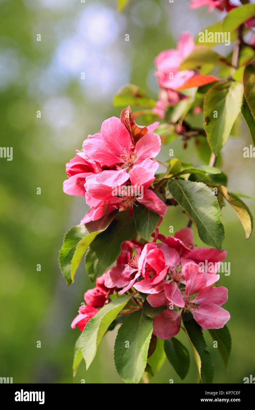 Pink flowers of an ornamental Grab apple tree close up Stock Photo - Alamy