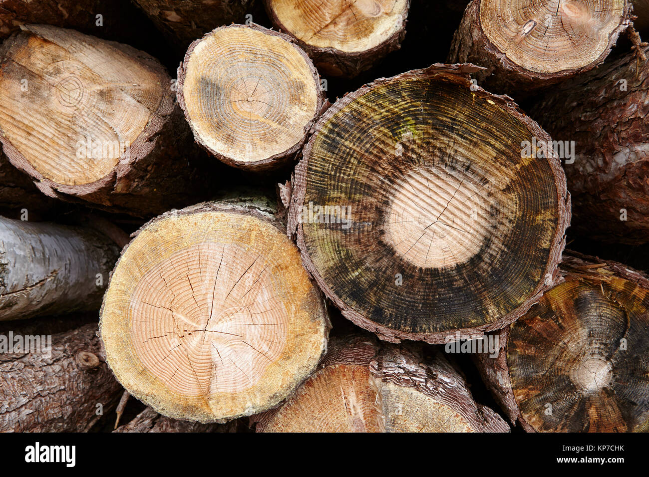 Amrum (Germany) - Pile of tree boles Stock Photo - Alamy