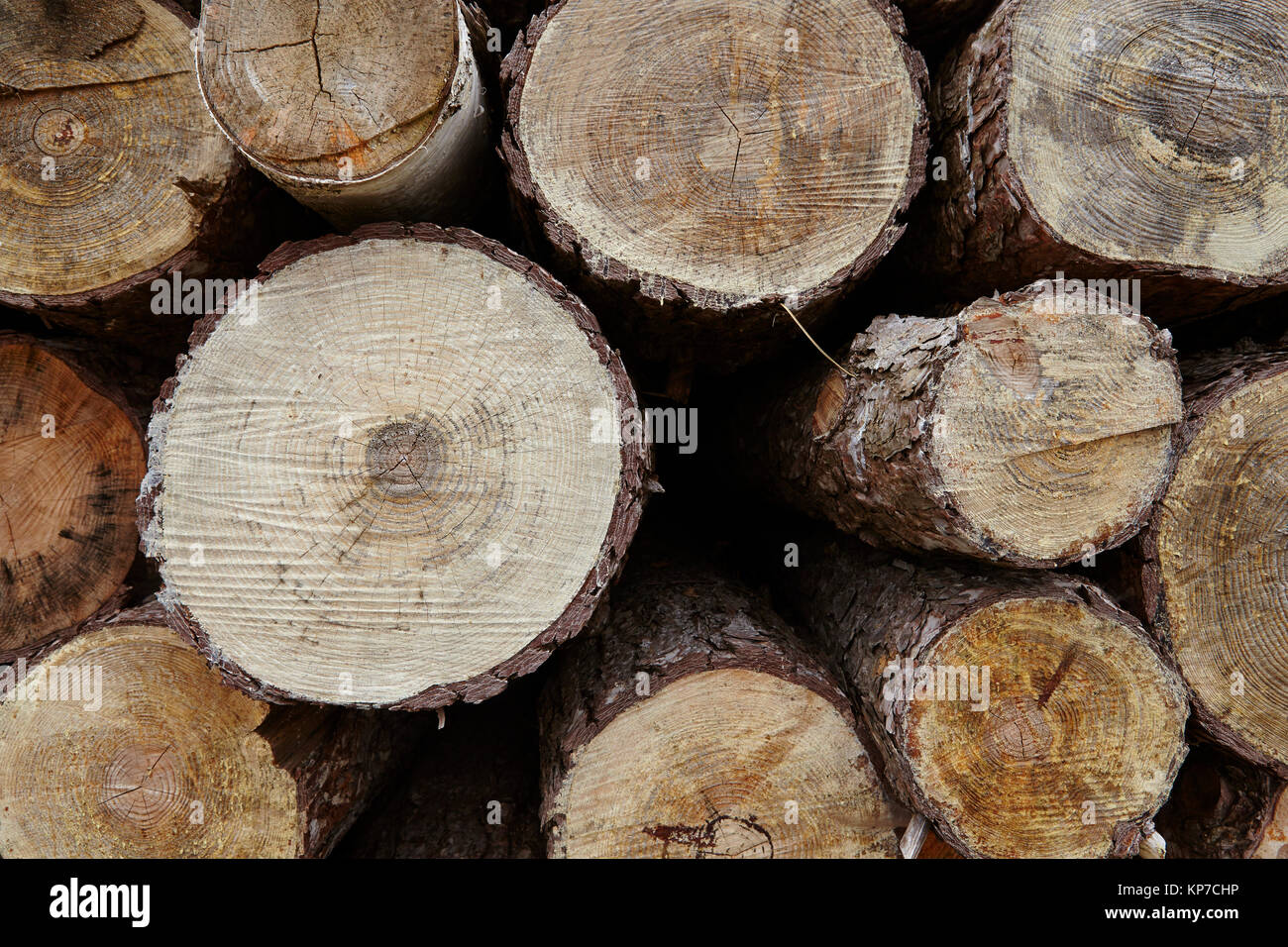Amrum (Germany) - Pile of tree boles Stock Photo - Alamy