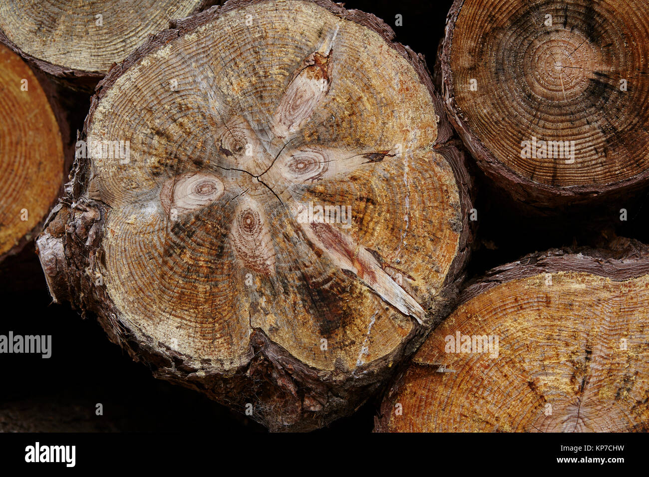 Tree boles hi-res stock photography and images - Alamy