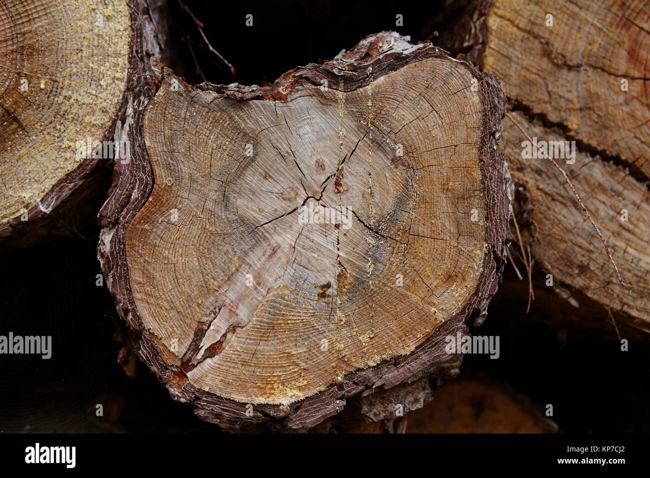 Amrum (Germany) - Pile of tree boles Stock Photo - Alamy