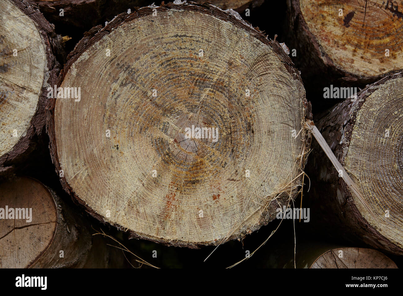 Amrum (Germany) - Pile of tree boles Stock Photo - Alamy
