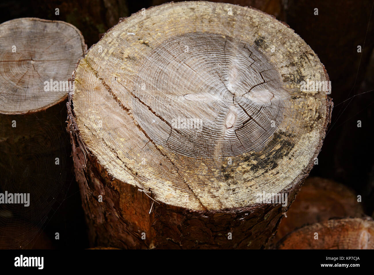 Amrum (Germany) - Pile of tree boles Stock Photo - Alamy