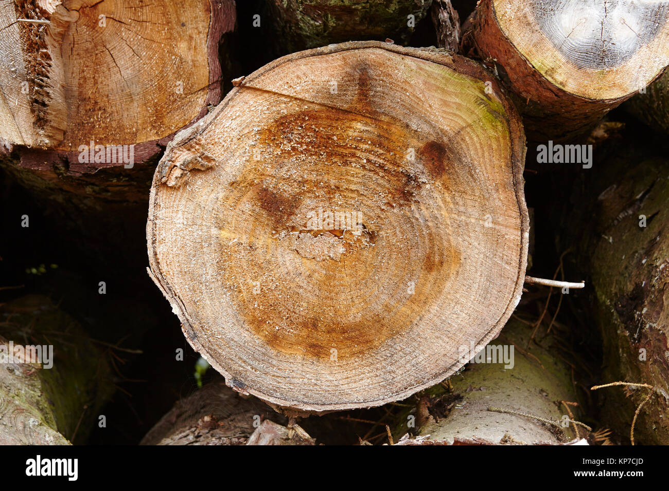 Boles Trees Woods High Resolution Stock Photography and Images - Alamy