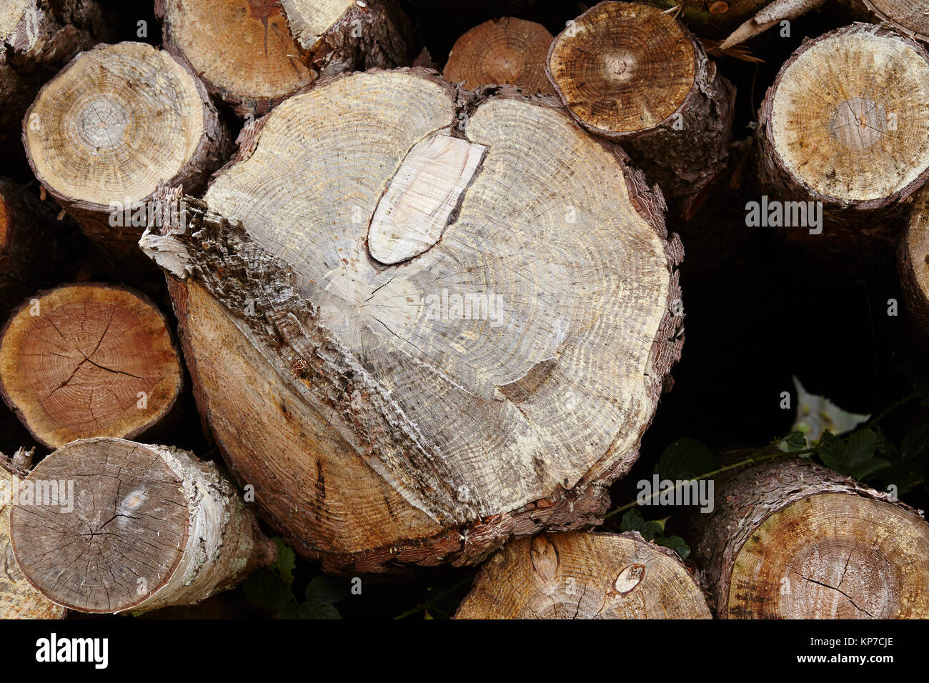 Amrum (Germany) - Pile of tree boles Stock Photo - Alamy